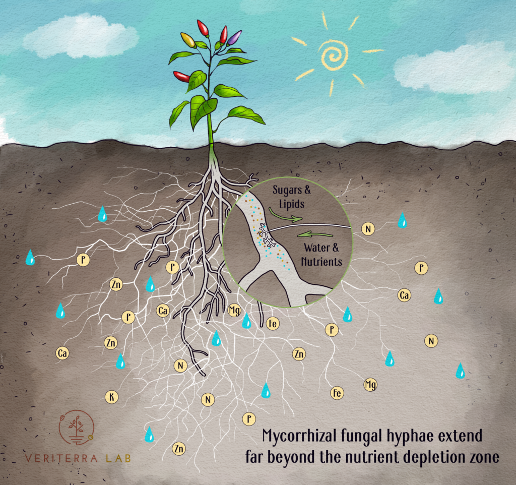 4 ways that soil microbes help plants obtain nutrients - VERITERRA LAB
