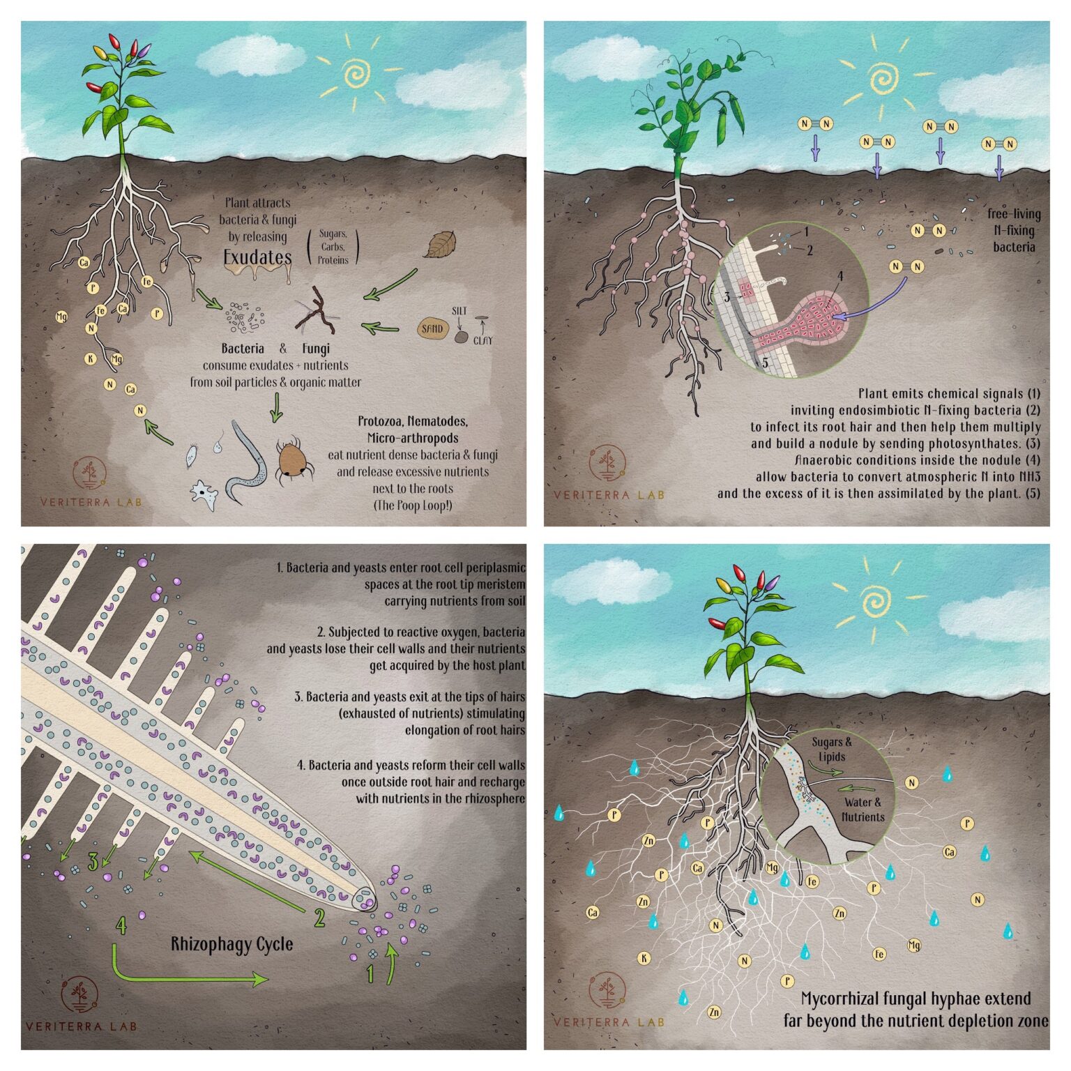 4 ways that soil microbes help plants obtain nutrients - VERITERRA LAB