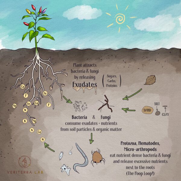 4 ways that soil microbes help plants obtain nutrients - VERITERRA LAB